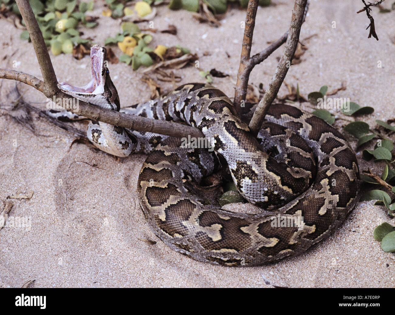 Burmese python mouth hi-res stock photography and images - Alamy