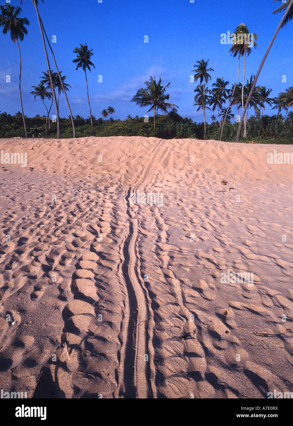 Sea turtle tracks in sand hi-res stock photography and images - Alamy