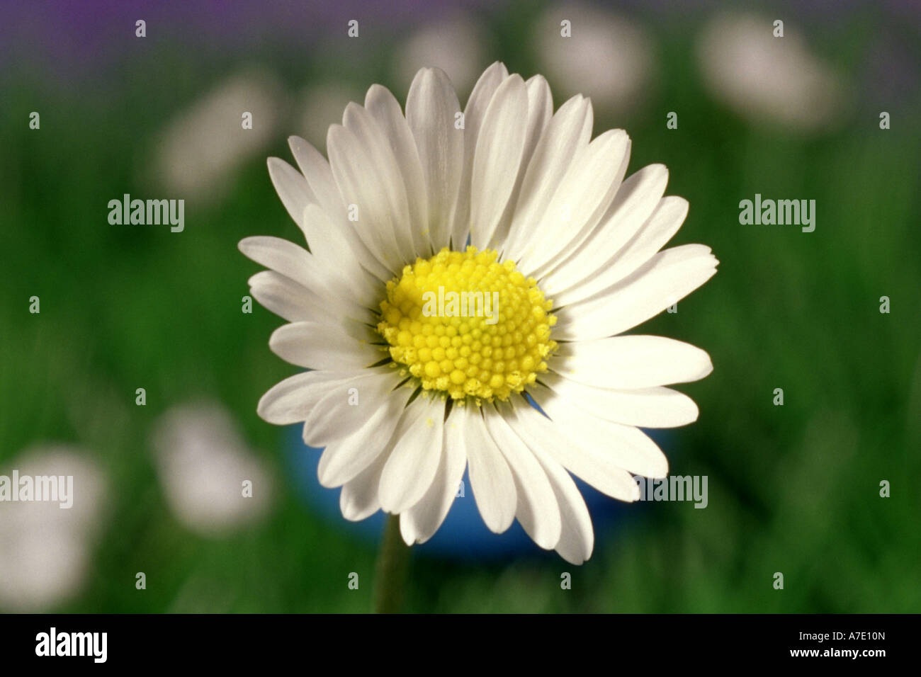 common daisy, lawn daisy, English daisy (Bellis perennis ...