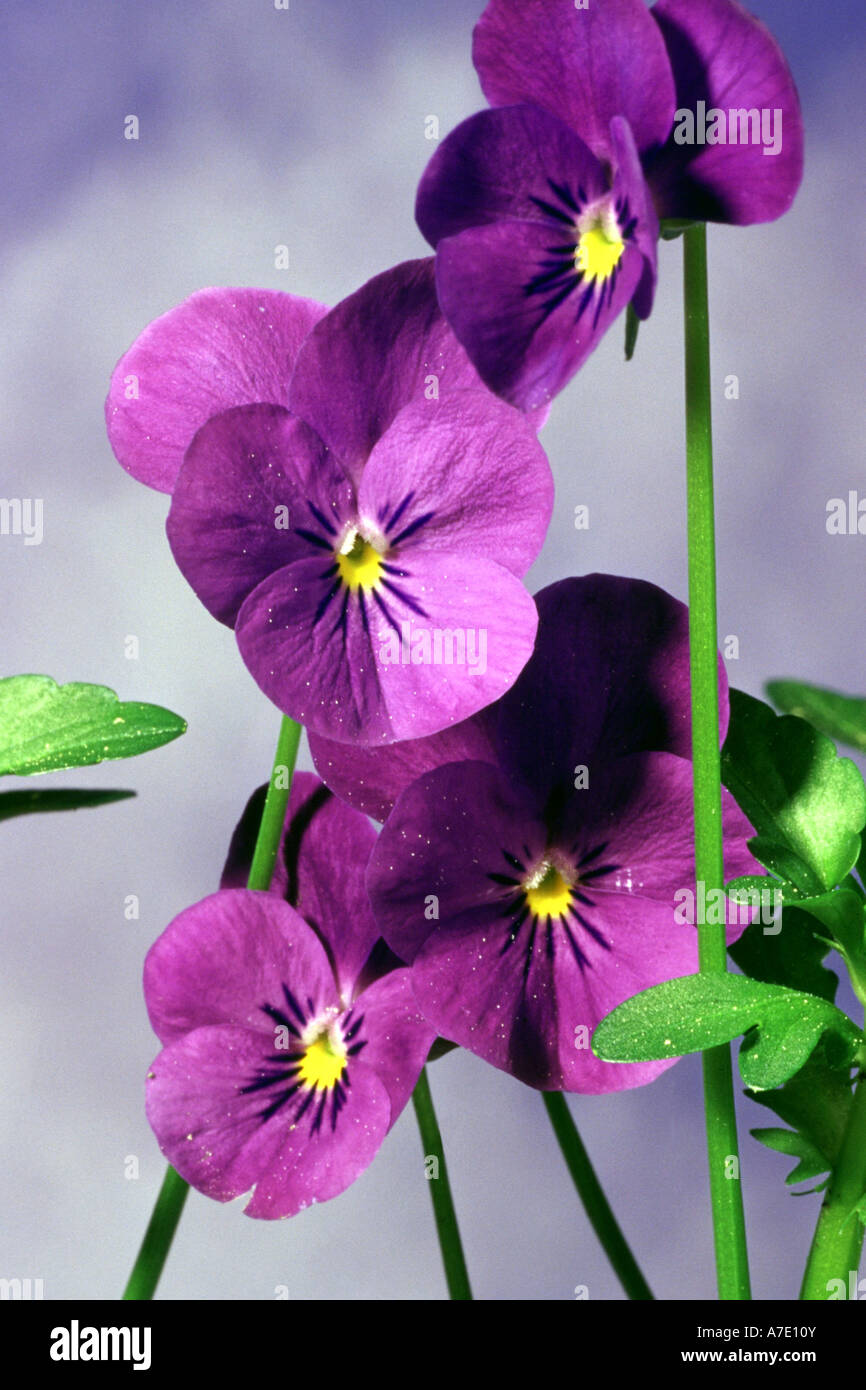 horned pansy, horned violet (Viola cornuta), flower Stock Photo - Alamy