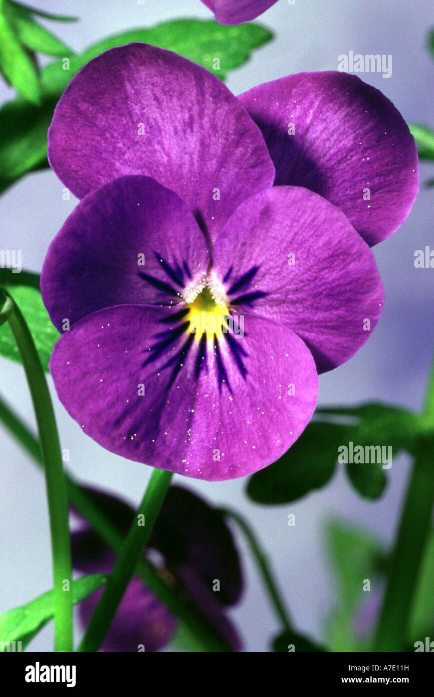 horned pansy, horned violet (Viola cornuta), flower Stock Photo - Alamy