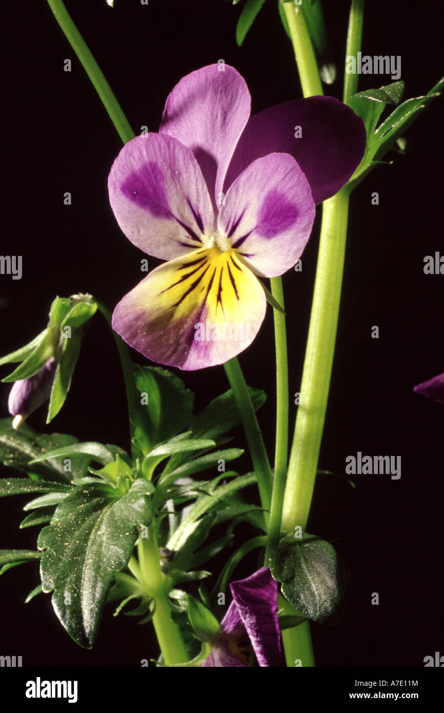 horned pansy, horned violet (Viola cornuta), flower Stock Photo - Alamy