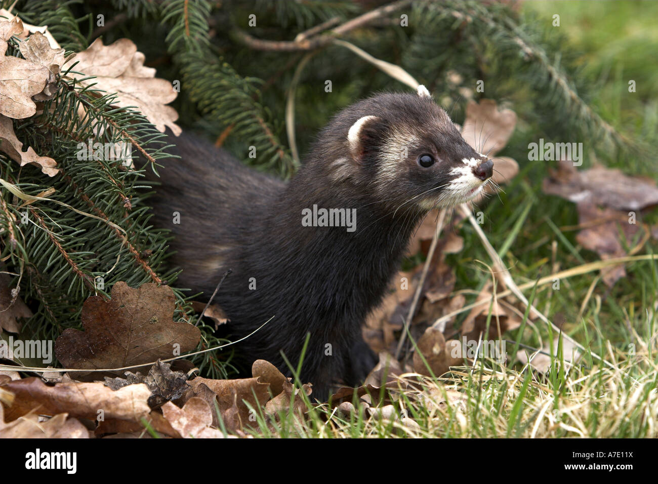 European polecat (Mustela putorius), in meadow Stock Photo - Alamy