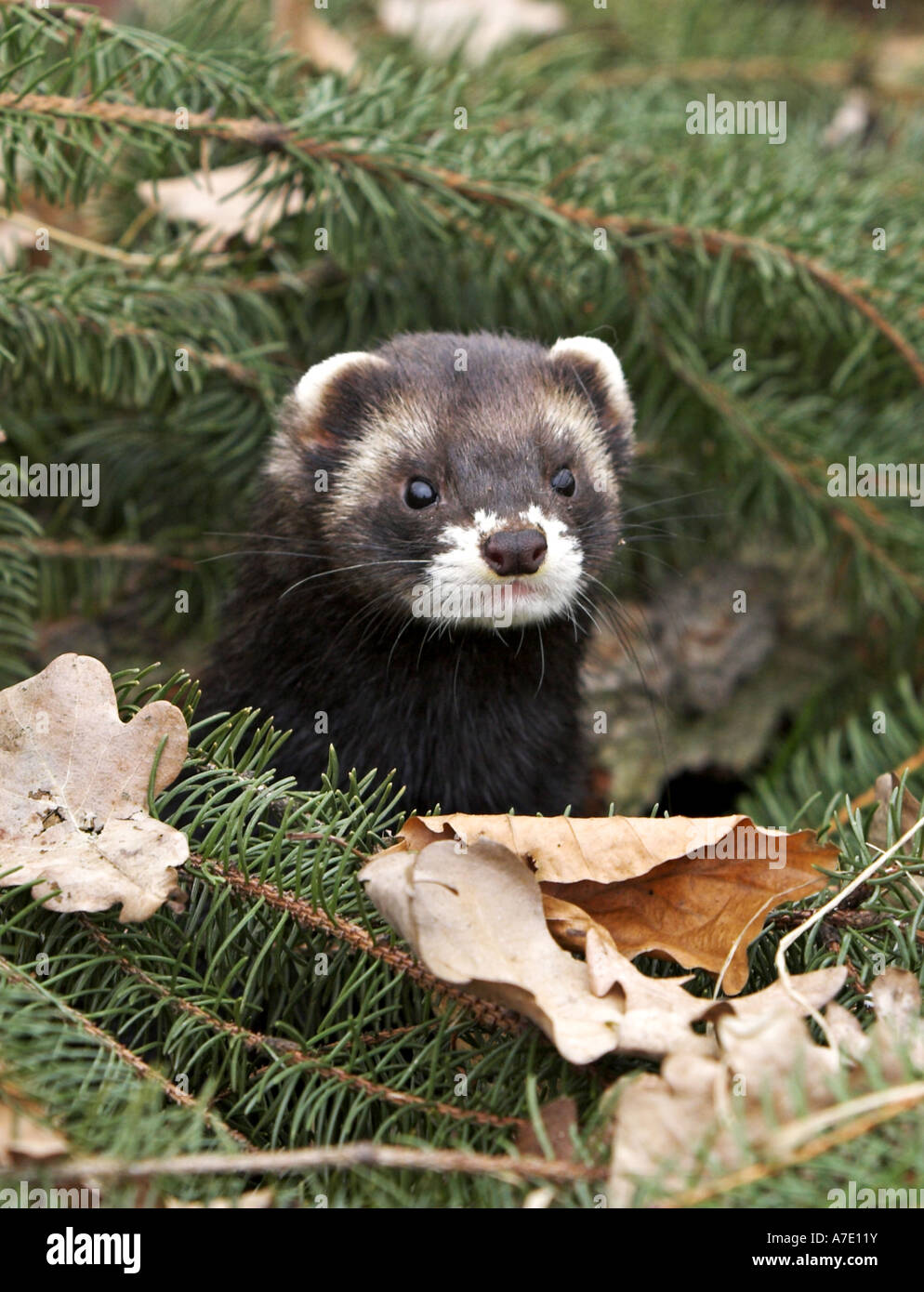 European polecat (Mustela putorius), portrait Stock Photo - Alamy