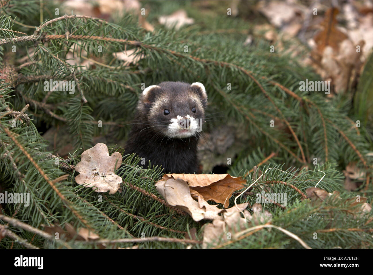 European polecat (Mustela putorius), portrait Stock Photo - Alamy
