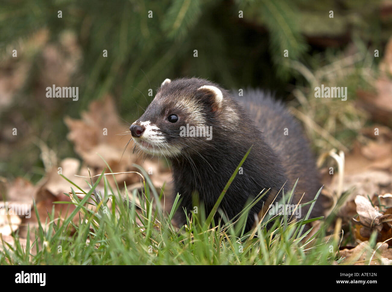 European polecat (Mustela putorius), portrait Stock Photo - Alamy