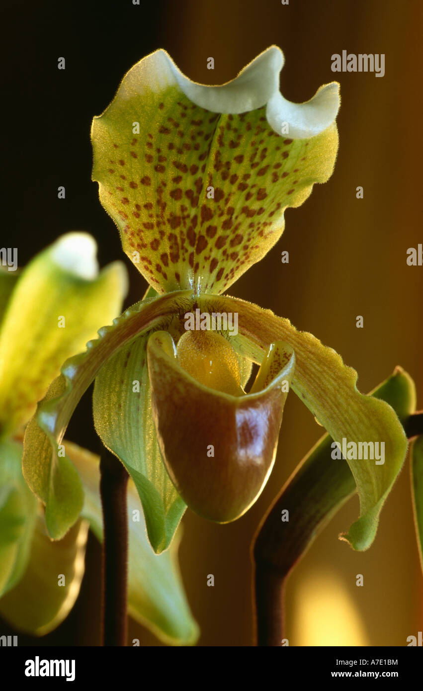 Slipper plants hi-res stock photography and images - Alamy