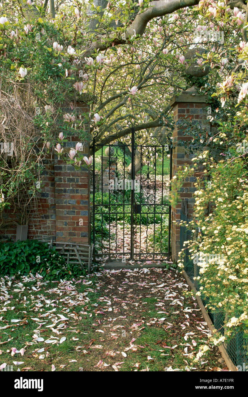 Magnolia tree above blossom strewn path to cast iron garden gate Stock ...