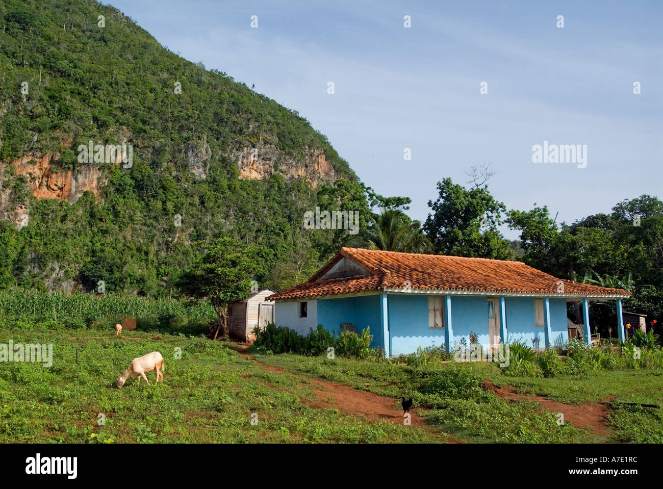 Farmhouse in Vinales Valley, Cuba Stock Photo - Alamy