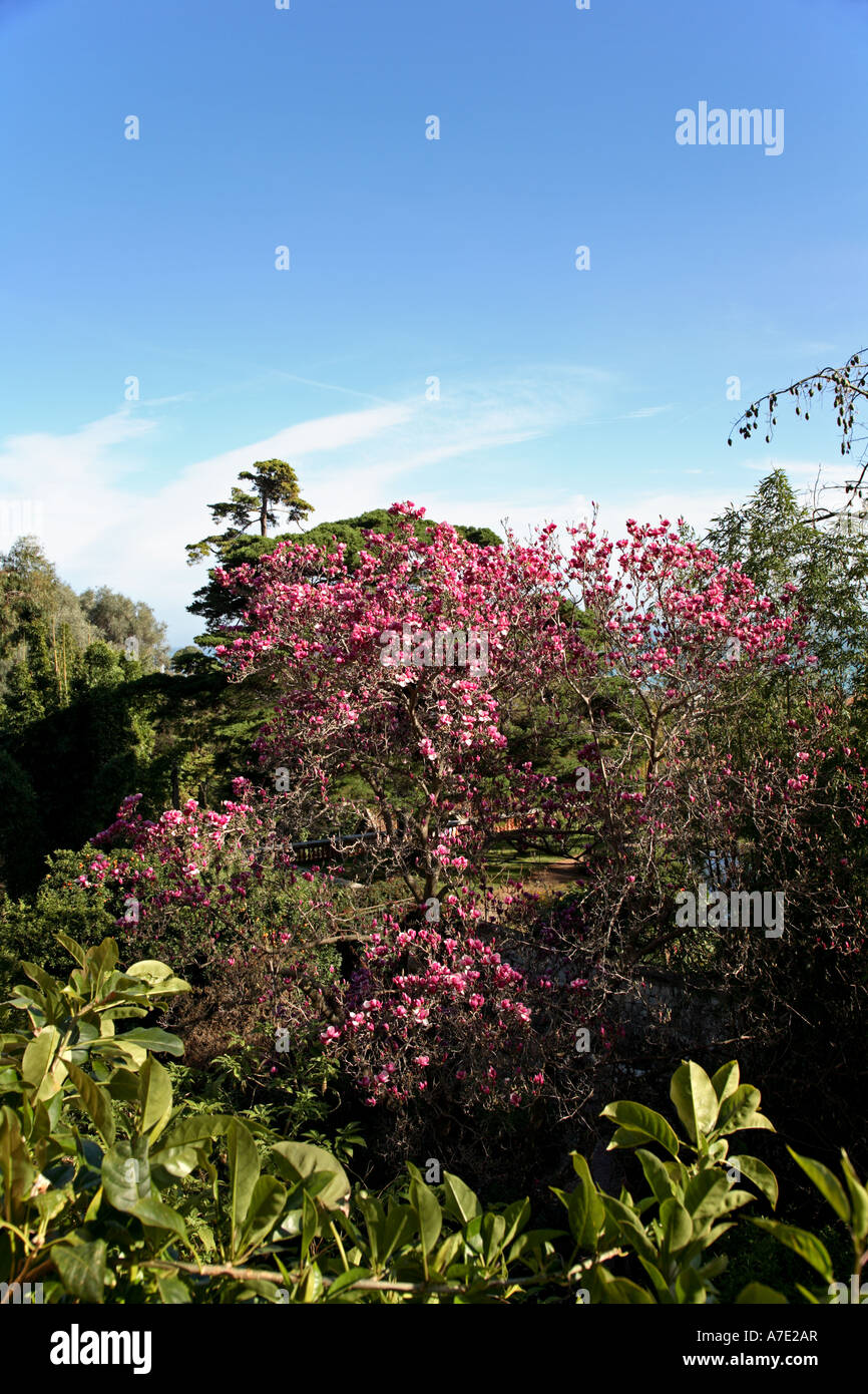Magnolia at the Val Rameh Gardens Menton Stock Photo - Alamy