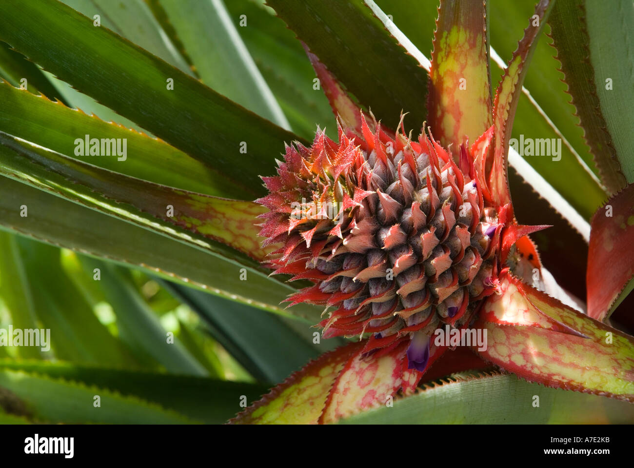 Pineapple fruit - Ananas comosus Stock Photo - Alamy