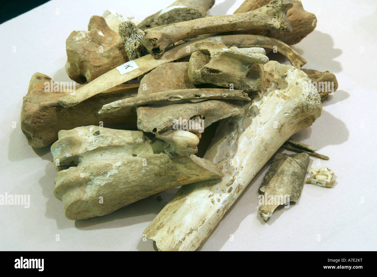 Prehistoric collection neolithic hi-res stock photography and images ...