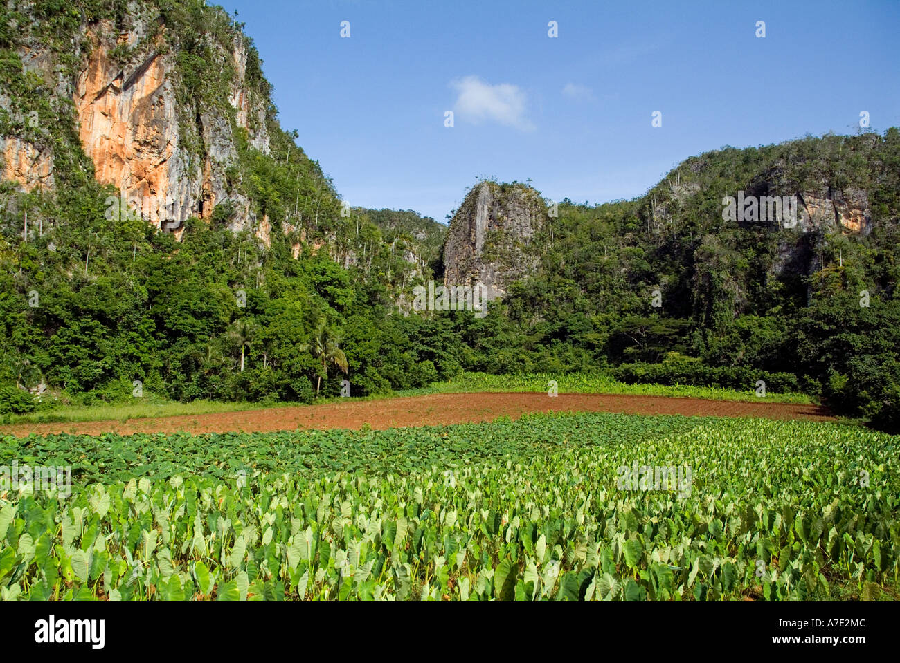 Mogotes plants hi-res stock photography and images - Alamy