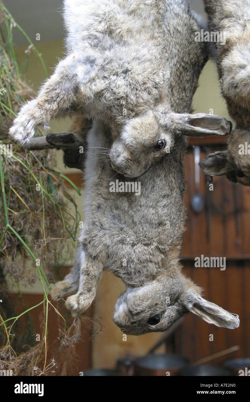 Dead rabbits hanging Stock Photo - Alamy