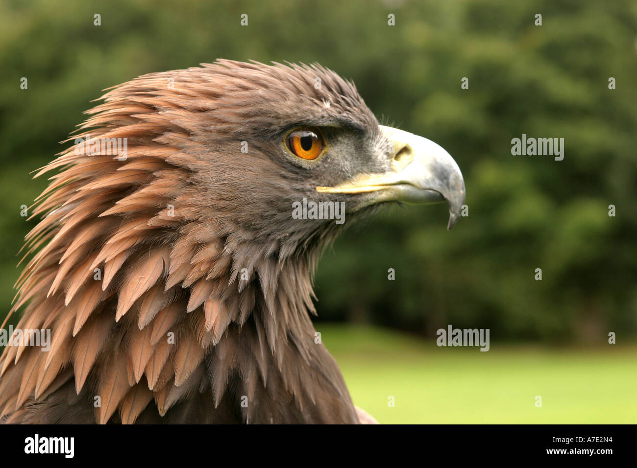 Golden Eagle Hunting Fox