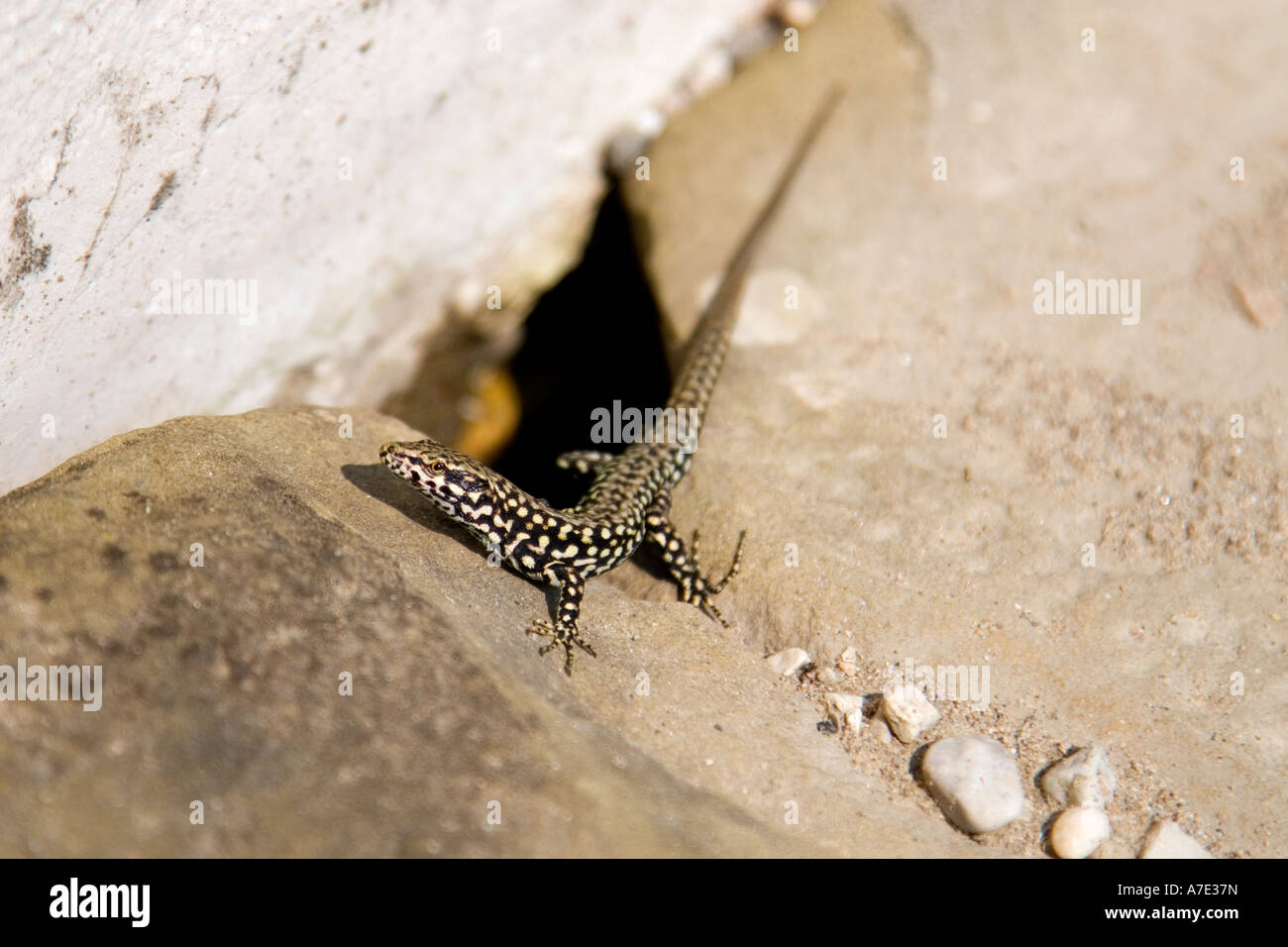 A small wild Lizard with dark mottled skin Stock Photo - Alamy