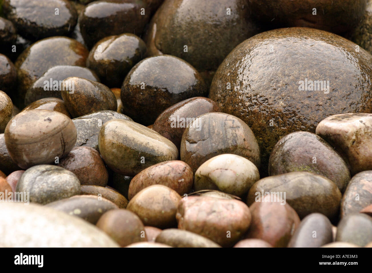 wet cobble stones Stock Photo - Alamy