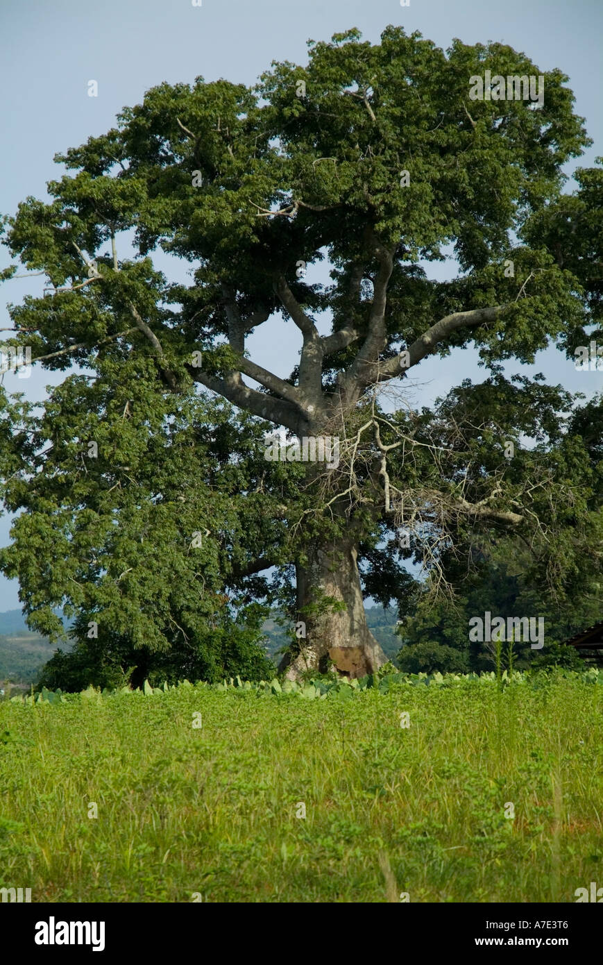Crop fields with a sacred Ceiba tree in the background, Vinales Valley ...