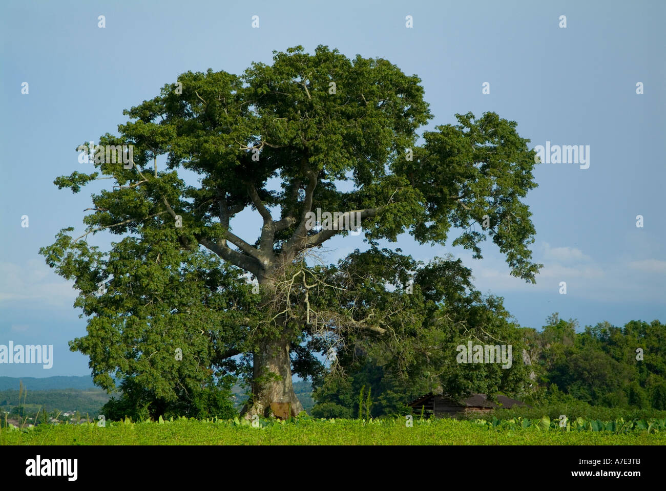 Crop fields with a sacred Ceiba tree in the background, Vinales Valley ...