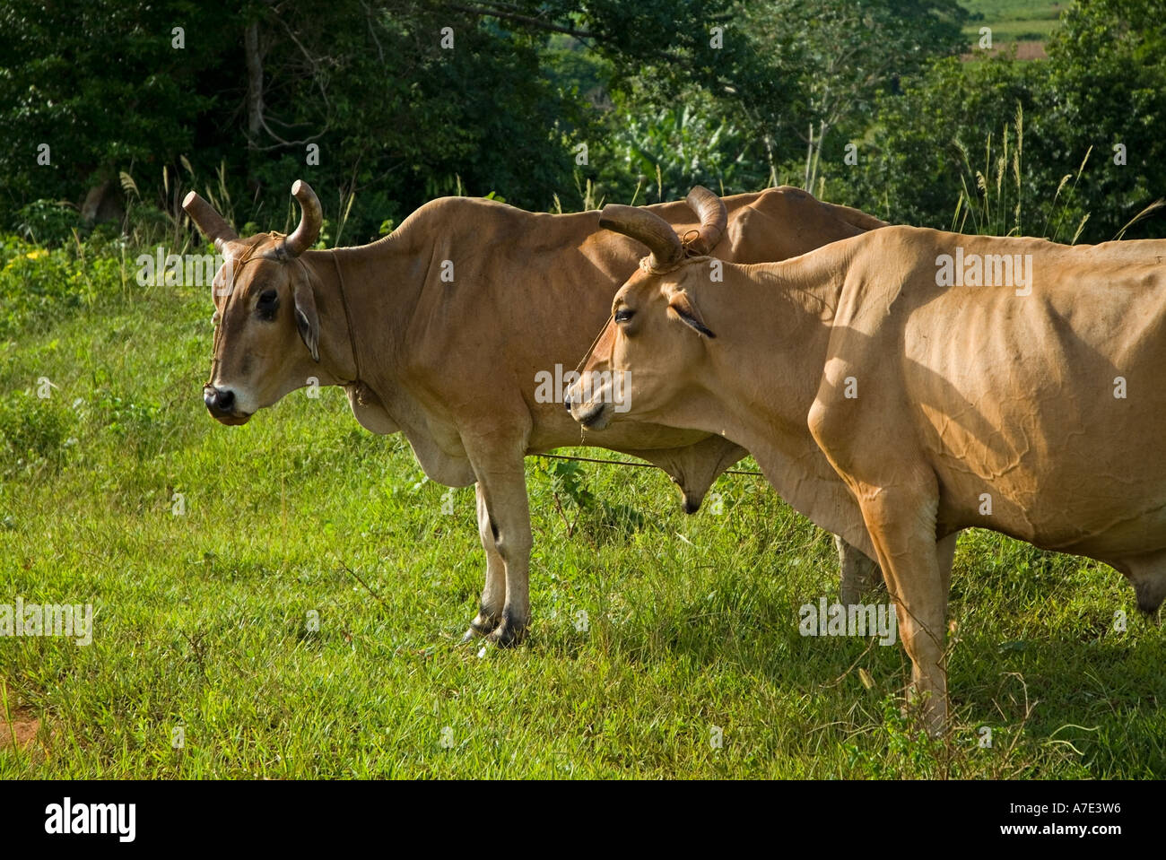 Cows in a field in Vinales, Cuba Stock Photo - Alamy