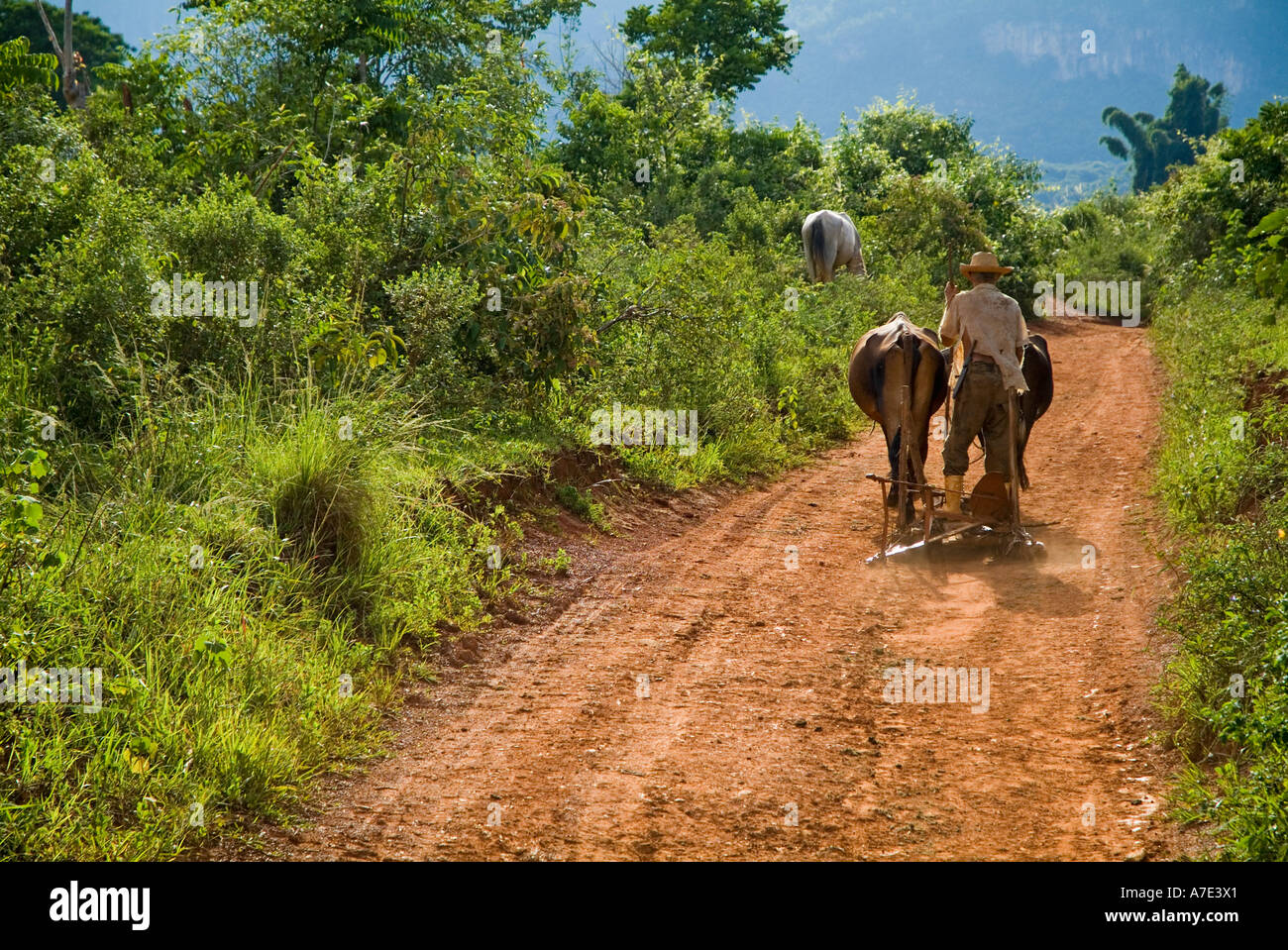 Cuban farmer riding his plough back from the fields with two cattle ...