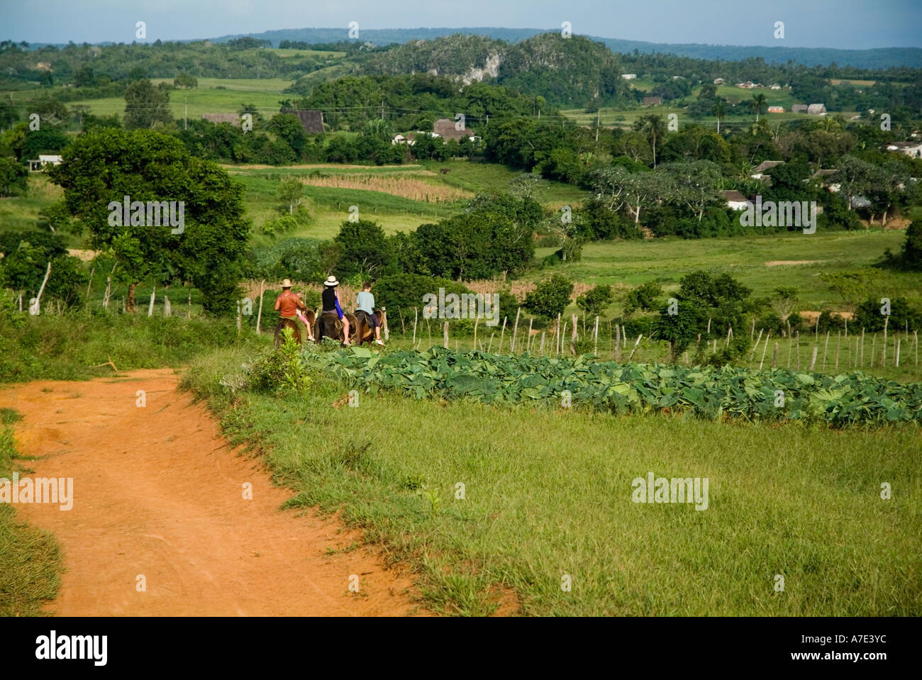 Family and Cuban guide on a horse ride tour in Vinales valley Cuba ...