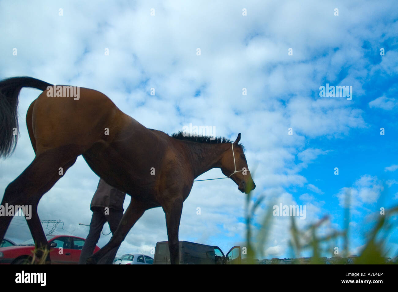 Point to Point racing at Tallanstown County Louth Ireland A stable hand ...