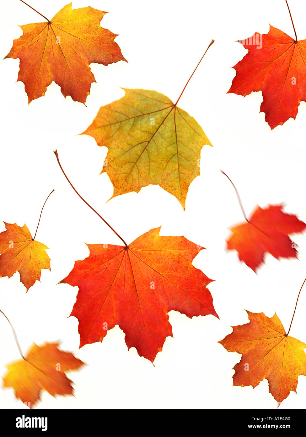 Studio shot of falling Maple leaves against a white background Stock ...