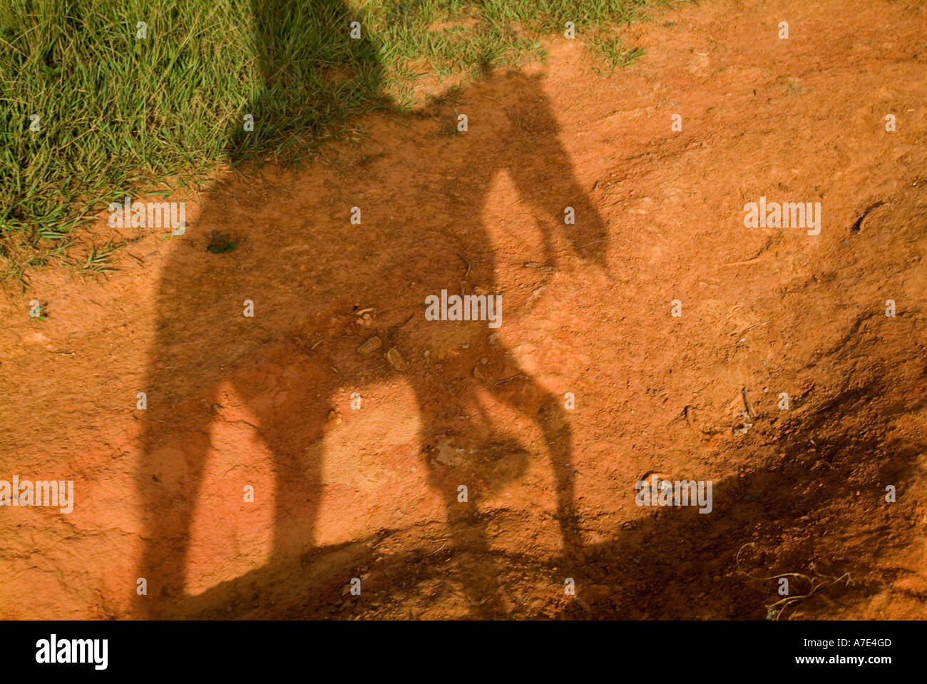 Man shadow riding a horse in Vinales valley Cuba Stock Photo - Alamy