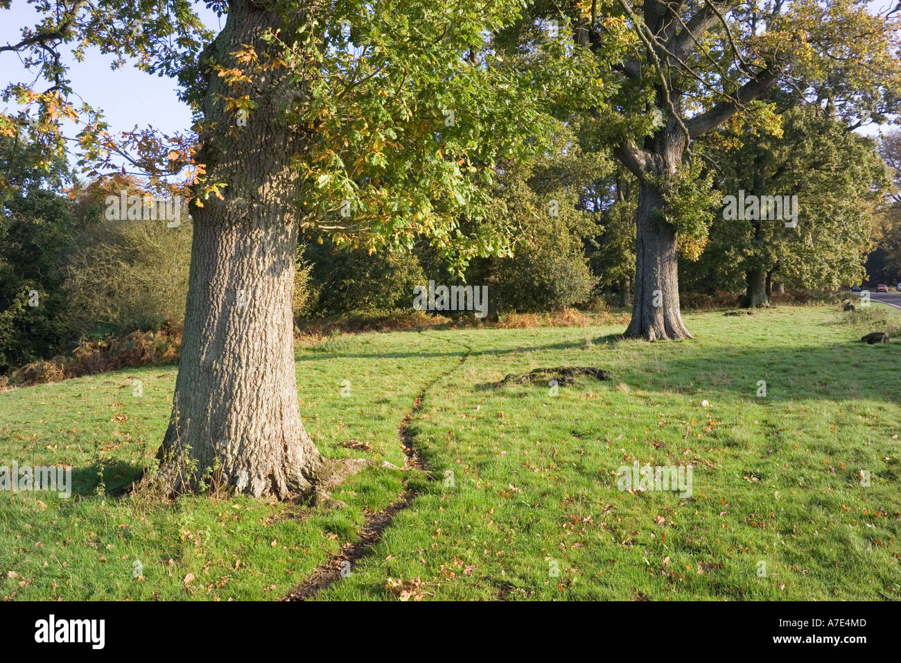 Autumn in the Forest of Dean at Speech House, Gloucestershire Stock ...