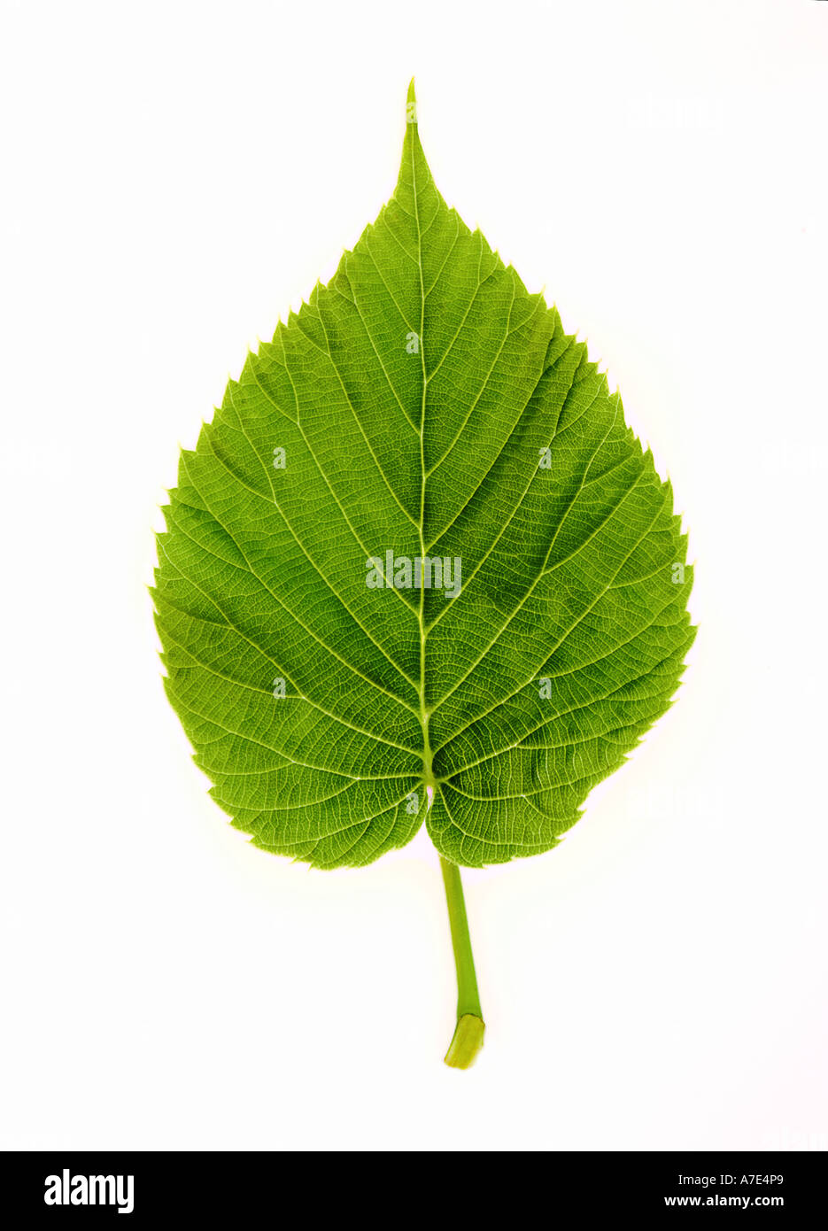 Graphic shape one single foliage hi-res stock photography and images ...