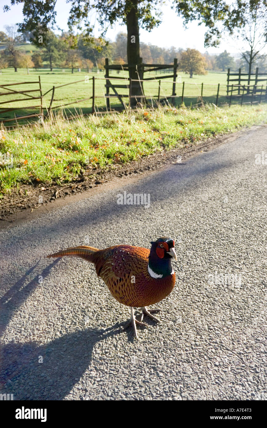 Cock pheasant in a lane near the Cotswold village of Stanway, Gloucestershire Stock Photo - Alamy