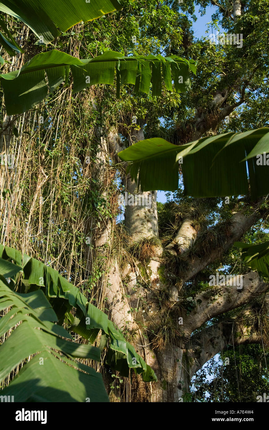 Ceiba cuba hi-res stock photography and images - Alamy