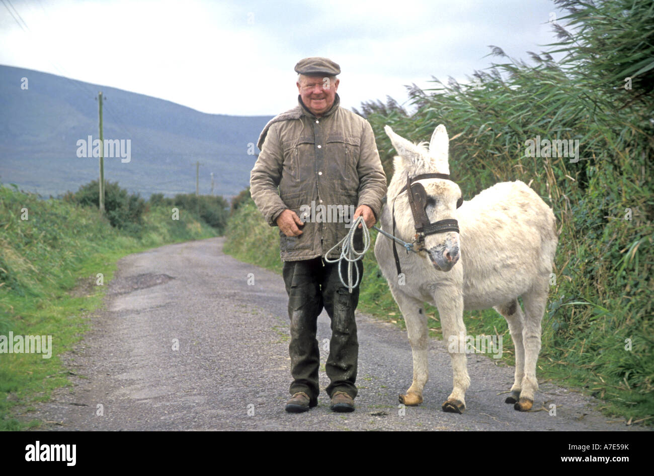 Europe Ireland Kerry Dingle a local man and his donkey walk on a quiet ...