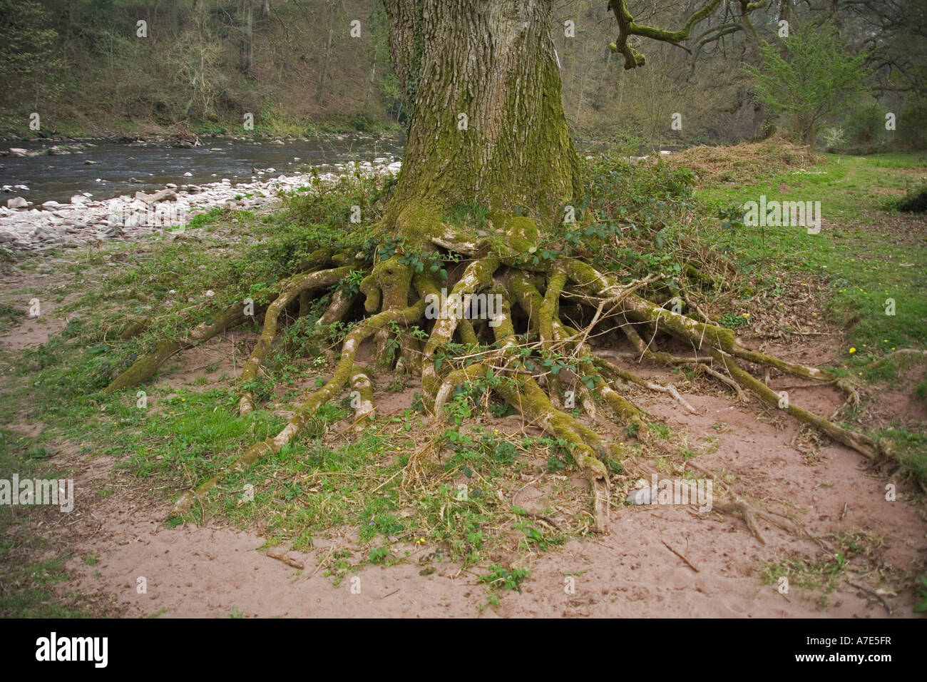 river tree roots Stock Photo - Alamy