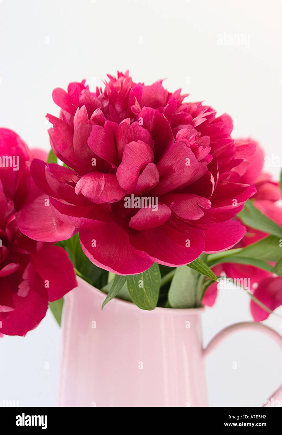 Studio shot of Peonies 'Paeonia' cut and sitting in a traditonal pink ...