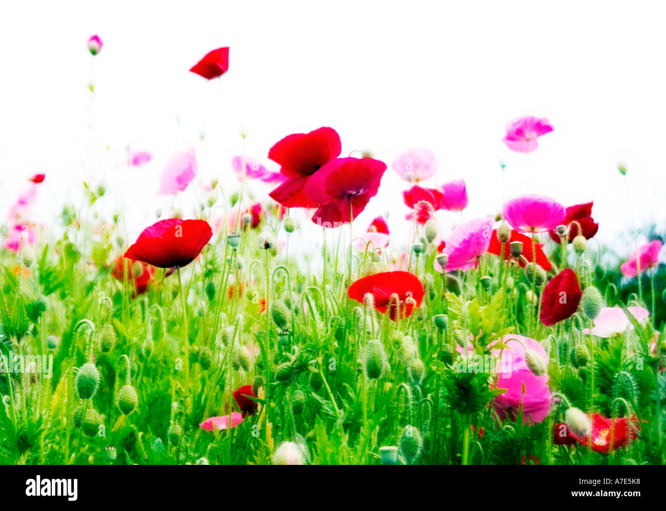 Poppy colour hi-res stock photography and images - Alamy