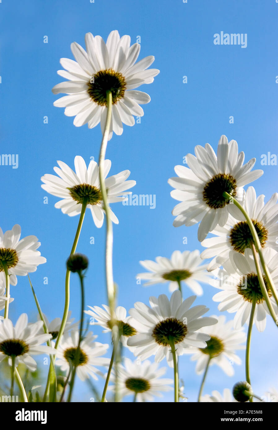 Worm's eye view hi-res stock photography and images - Alamy