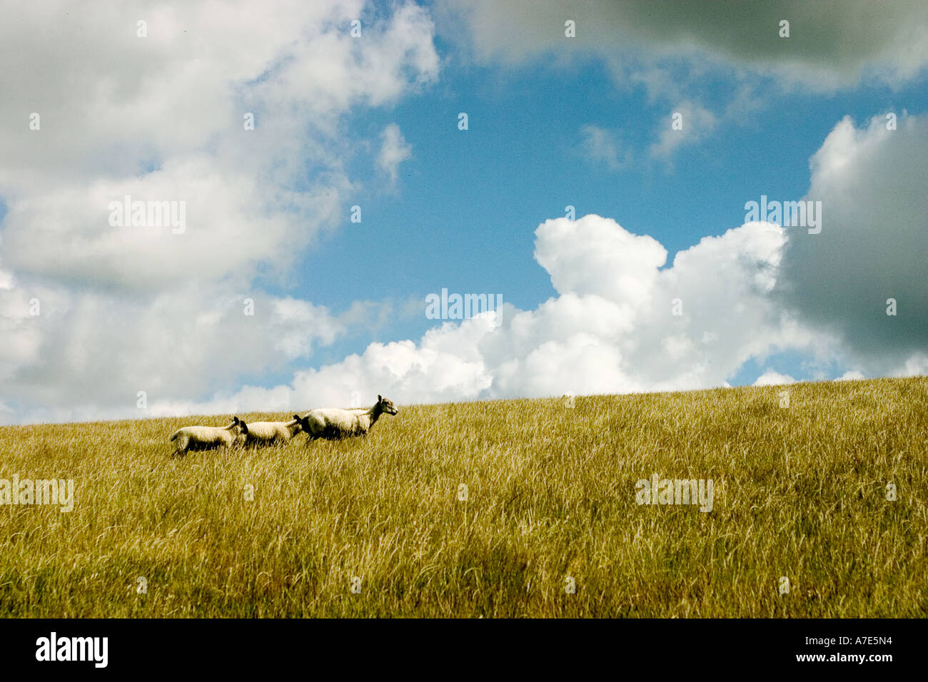 Sheep with her lambs wandering through pasture land Stock Photo - Alamy