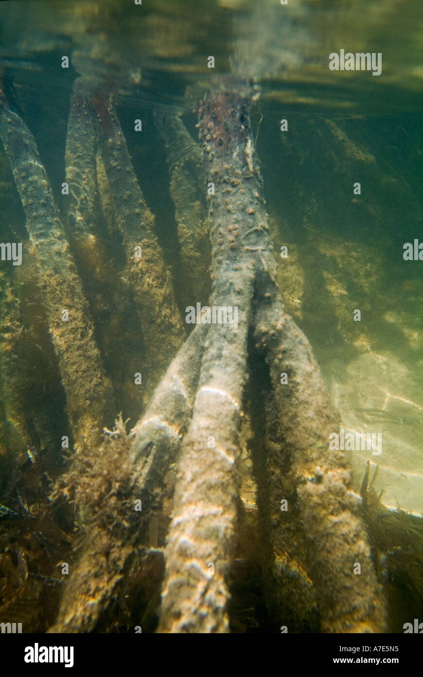 Roots of mangroves underwater, Cayo Jutias, Cuba Stock Photo - Alamy