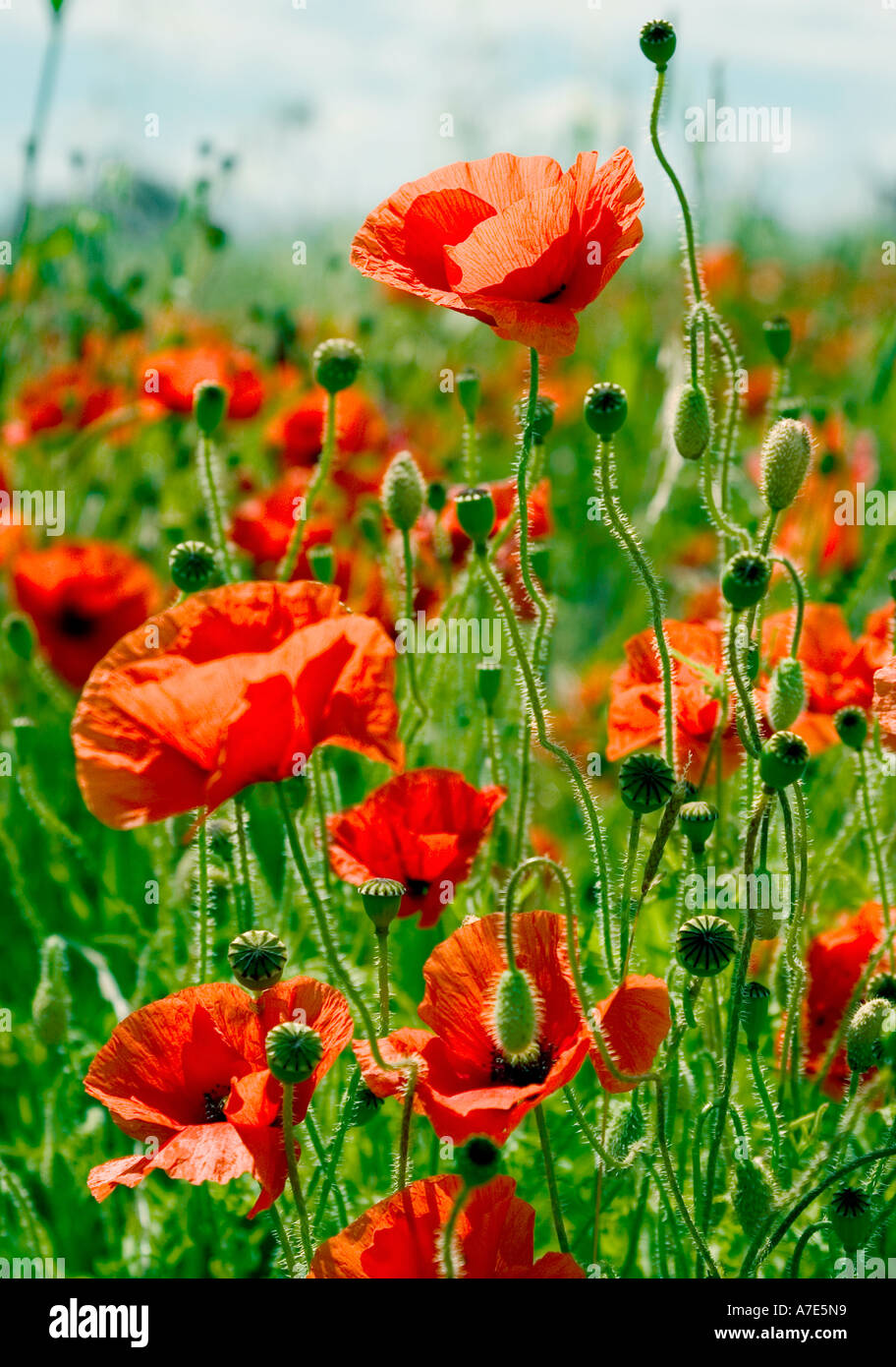 Masses of poppies in field hi-res stock photography and images - Alamy