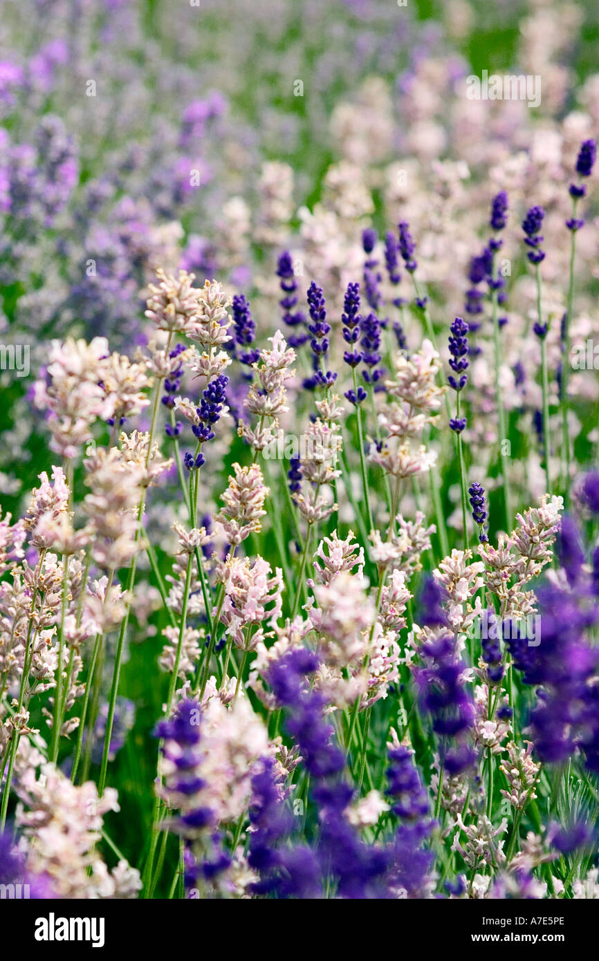 Lavender flowering in summertime Stock Photo - Alamy