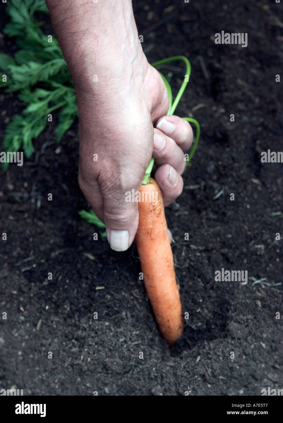 Pulling carrot from soil hi-res stock photography and images - Alamy