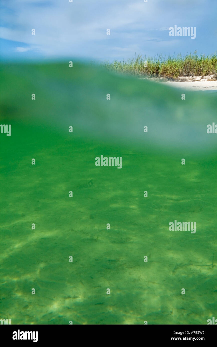 Bright green water and white sand beach with wild grasses, Cayo Jutias ...