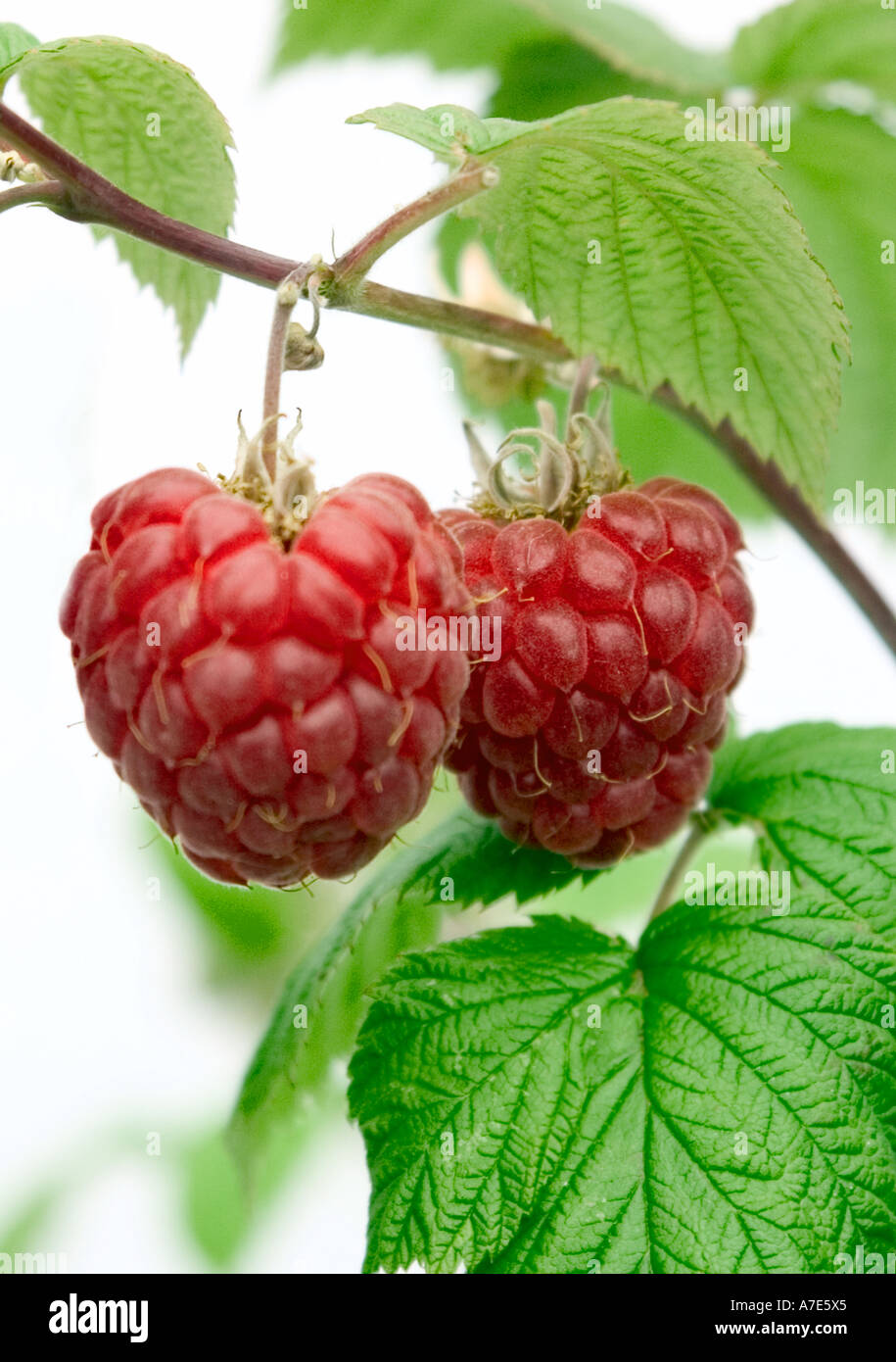 Raspberries on vine hi-res stock photography and images - Alamy