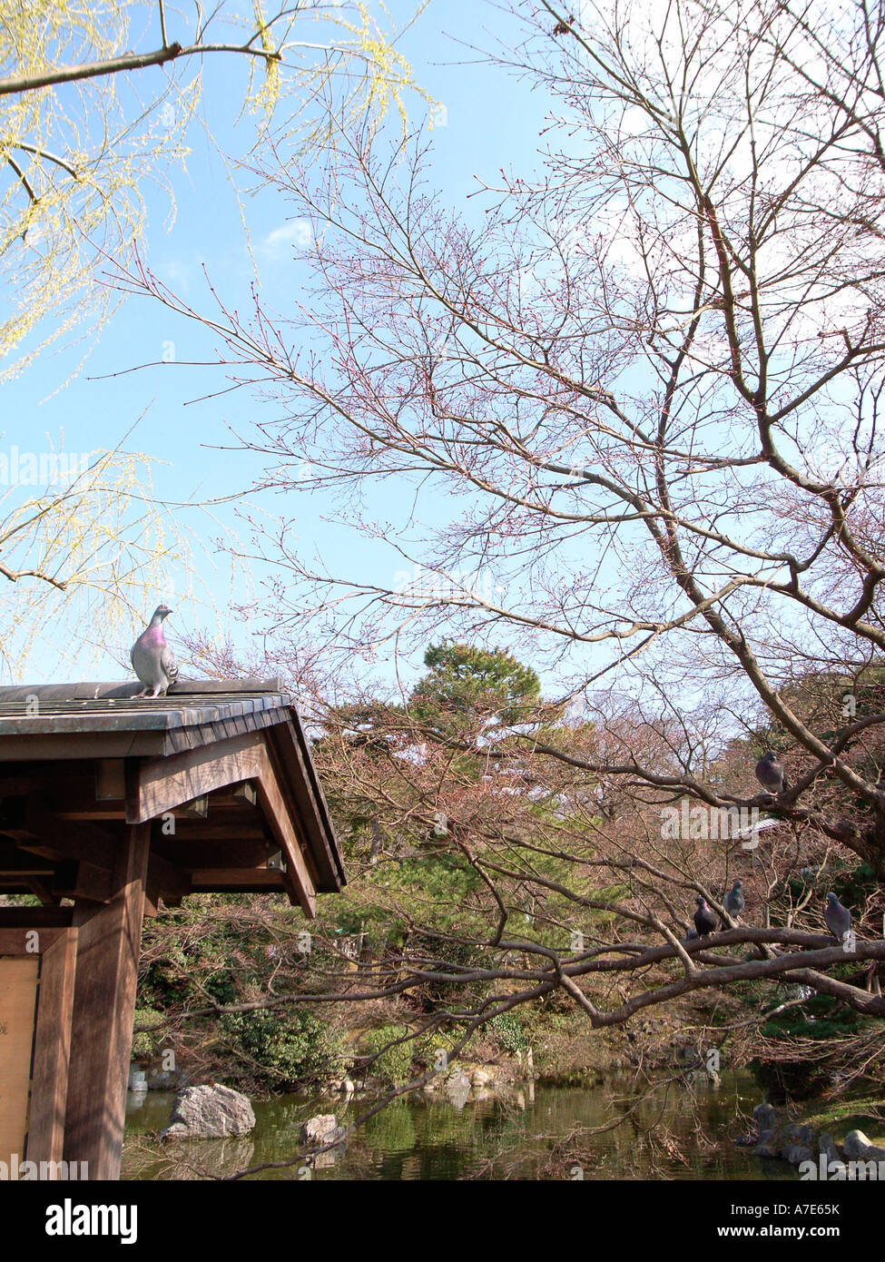 Japanese pigeon in Kyoto Stock Photo - Alamy