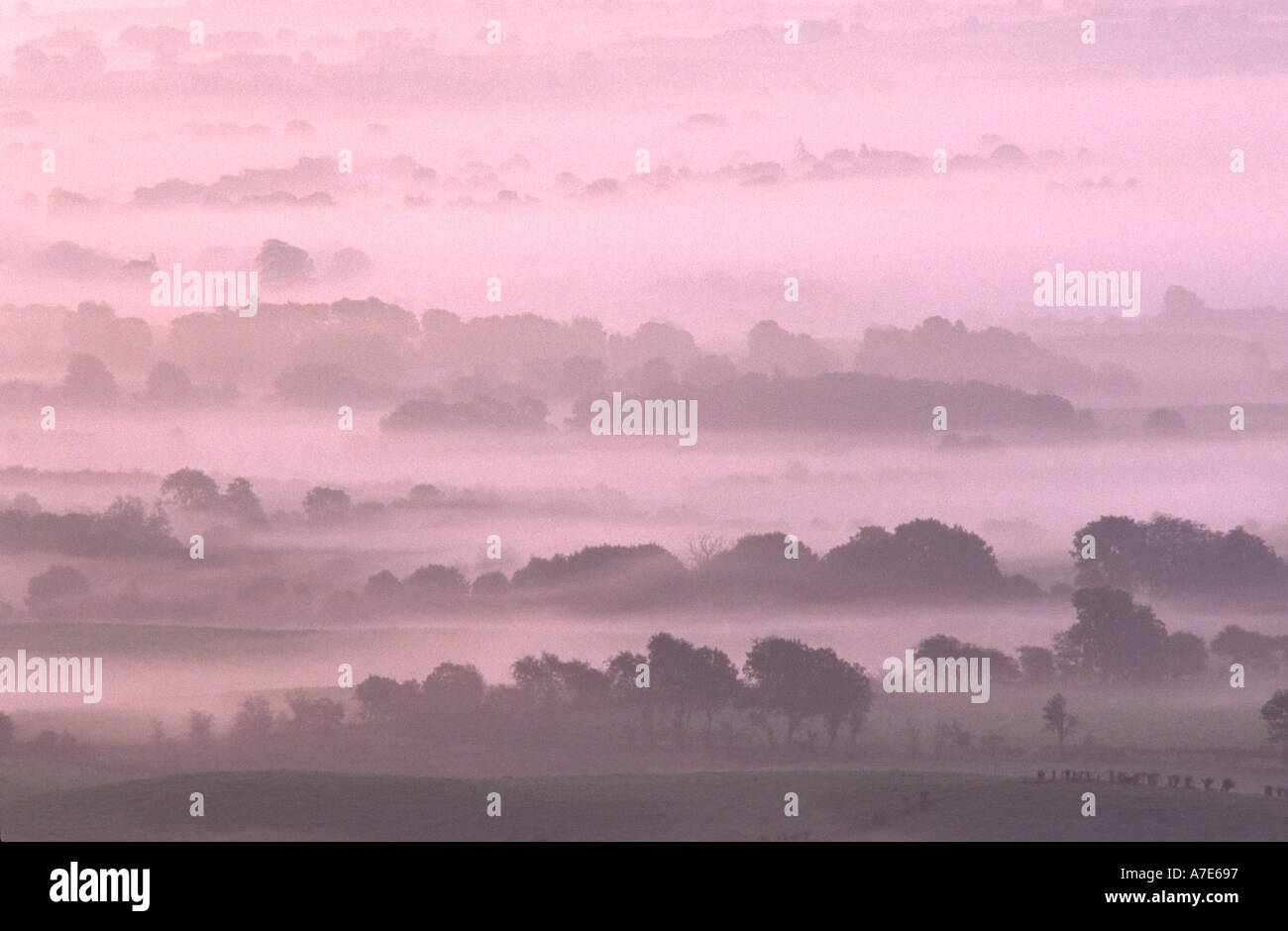 Irish landscape of trees shrouded in mist Stock Photo - Alamy