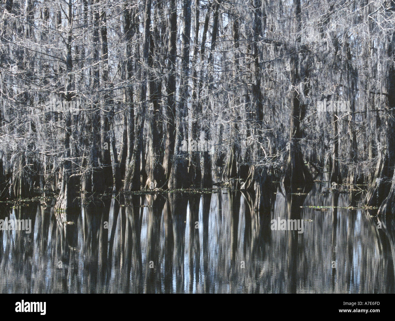 Gray cypress trees stripped of leaves during winter form a linear ...