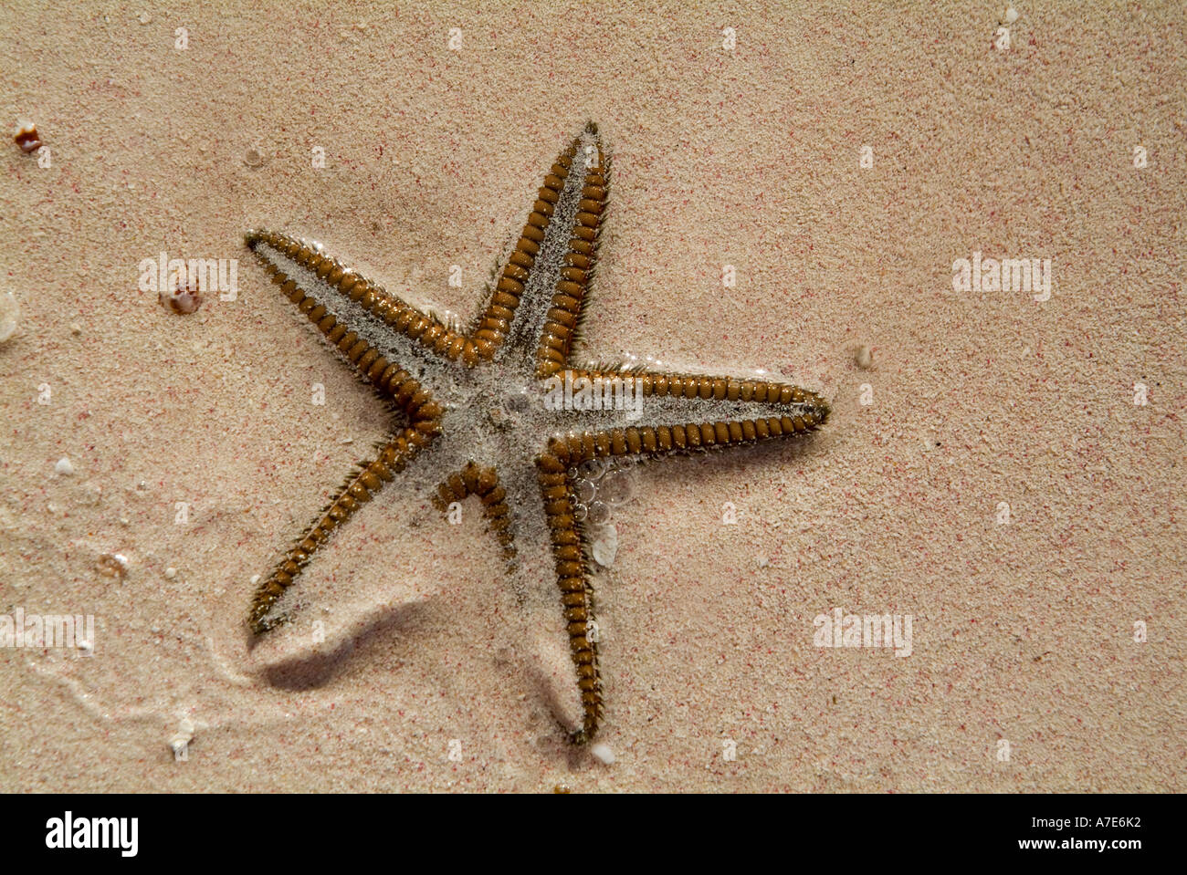 Cuba sand sealife starfish hi-res stock photography and images - Alamy