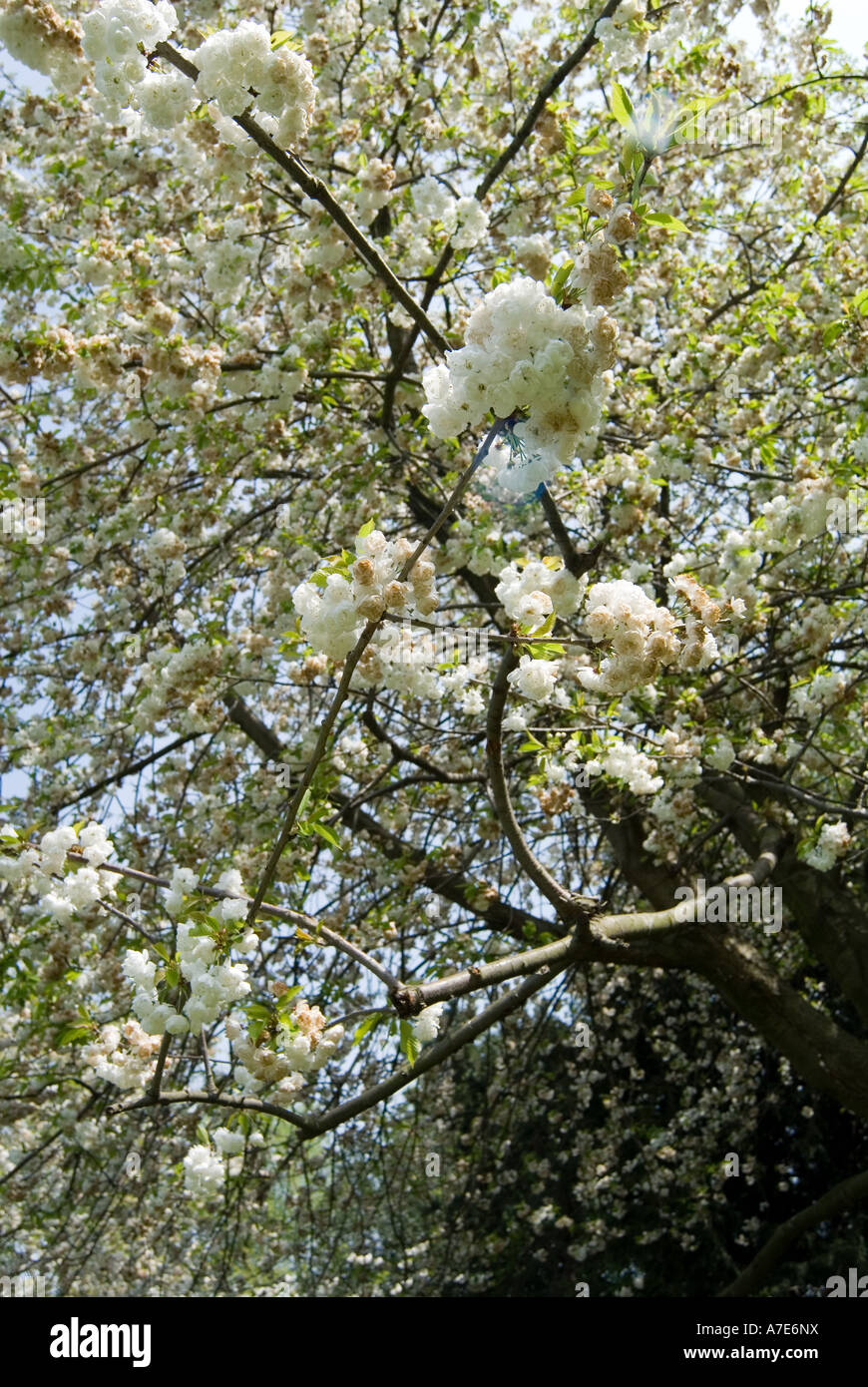 Tree full of blossom Stock Photo - Alamy